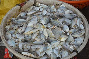 Udupi Darshan-Malpe Harbour