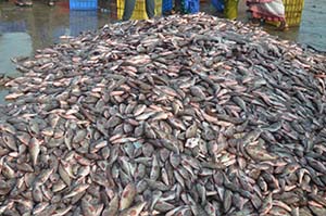 Udupi Darshan-Malpe Harbour